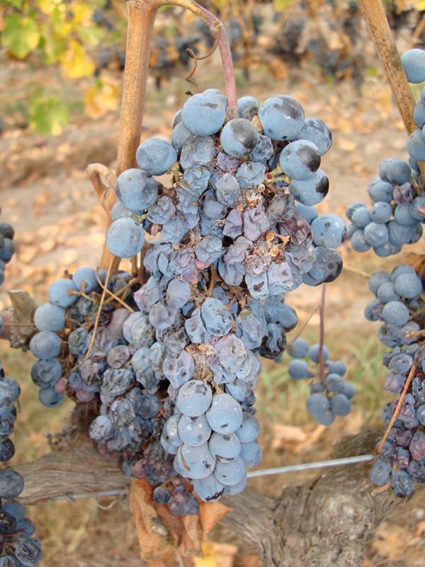 Académico Recibe Premio del Departamento de Agricultura de EEUU ...