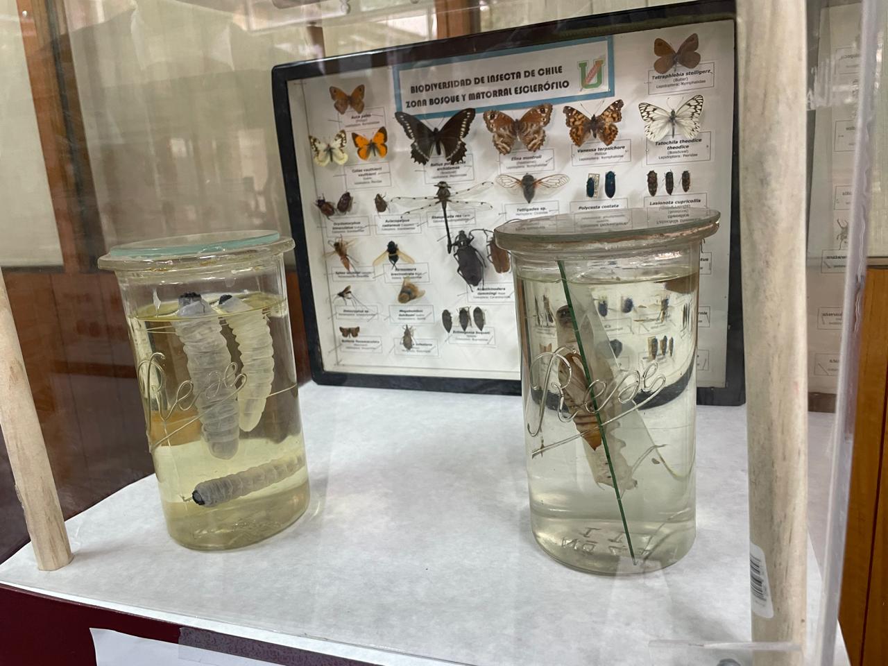 Facultad de Ciencias Agronómicas: Un recorrido por la historia, la ...