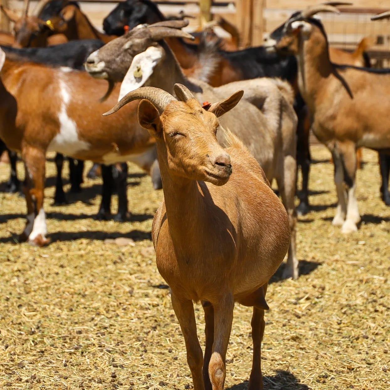 Investigadores U. de Chile introducen cabra capaz de resistir los ...
